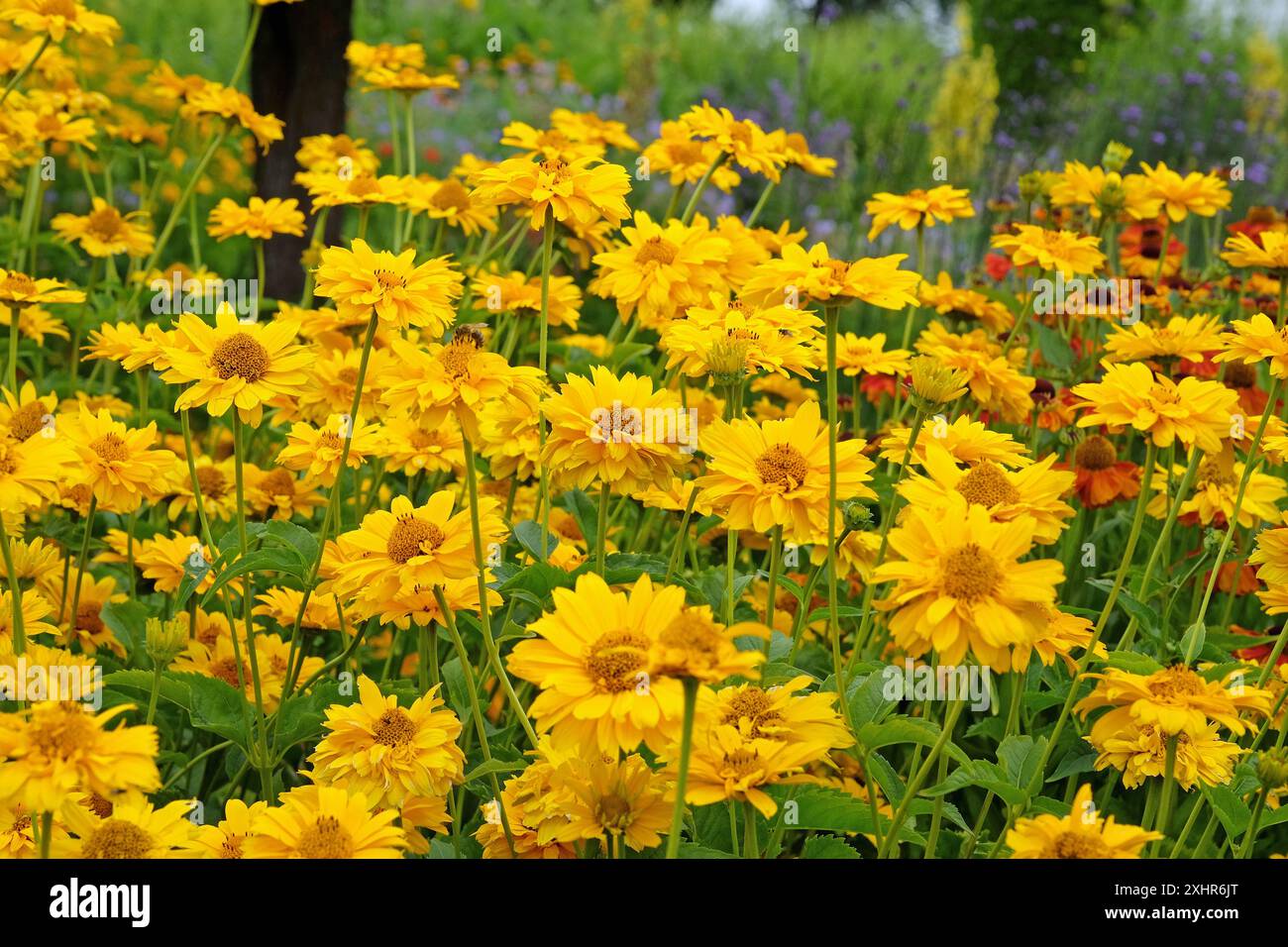 Yellow double Heliopsis helianthoides variety scabra, ‘Sommersonne’ or ...