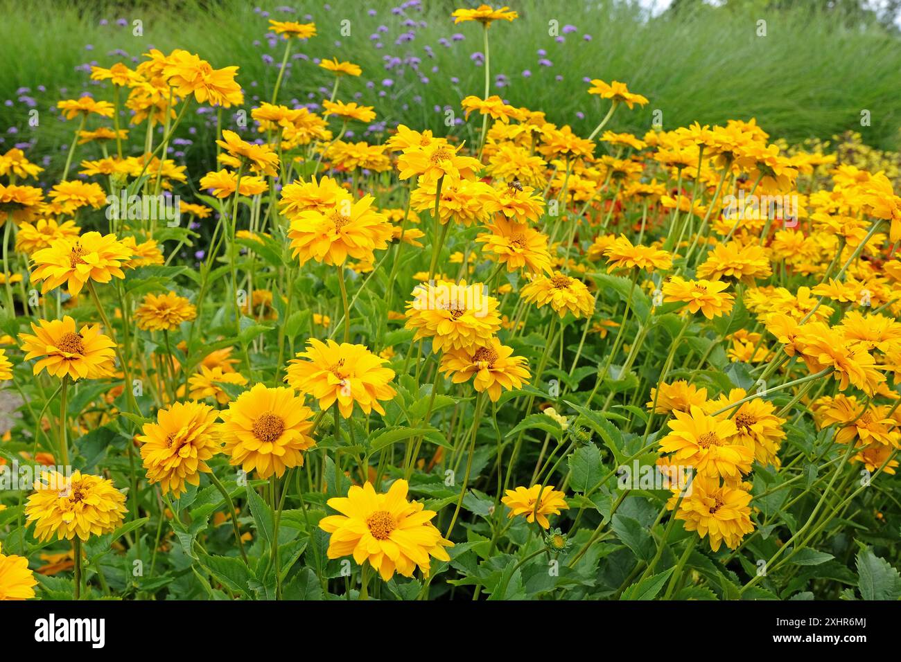 Yellow double Heliopsis helianthoides variety scabra, ‘Sommersonne’ or ...