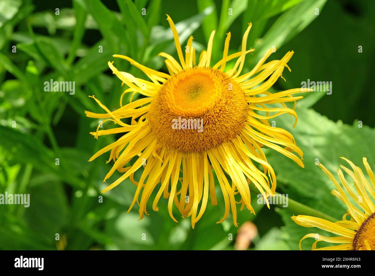 Bright yellow Telekia speciosa, also known as the heart leaved oxeye or yellow oxeye daisy in ...