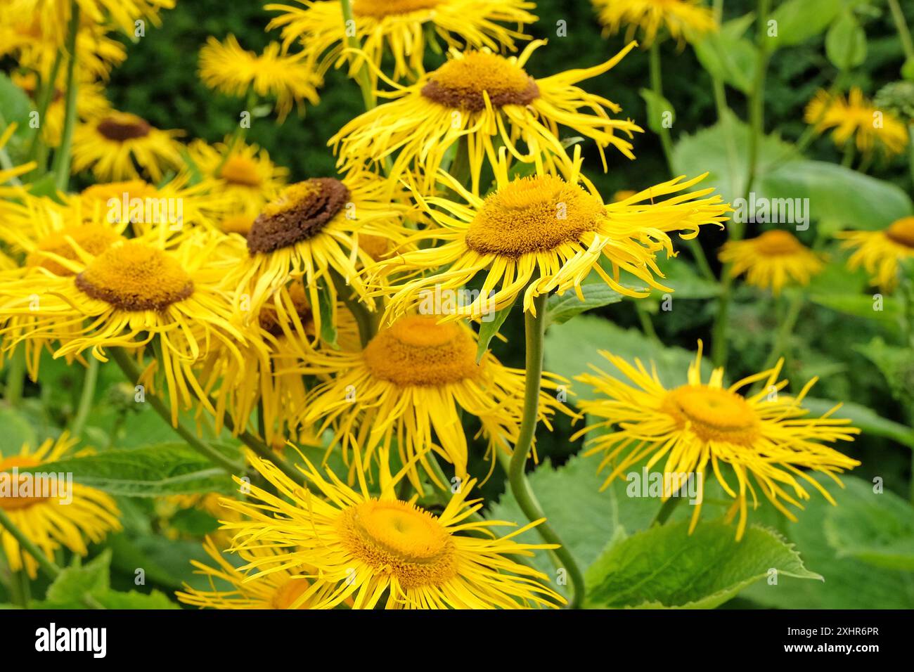 Bright yellow Telekia speciosa, also known as the heart leaved oxeye or yellow oxeye daisy in ...