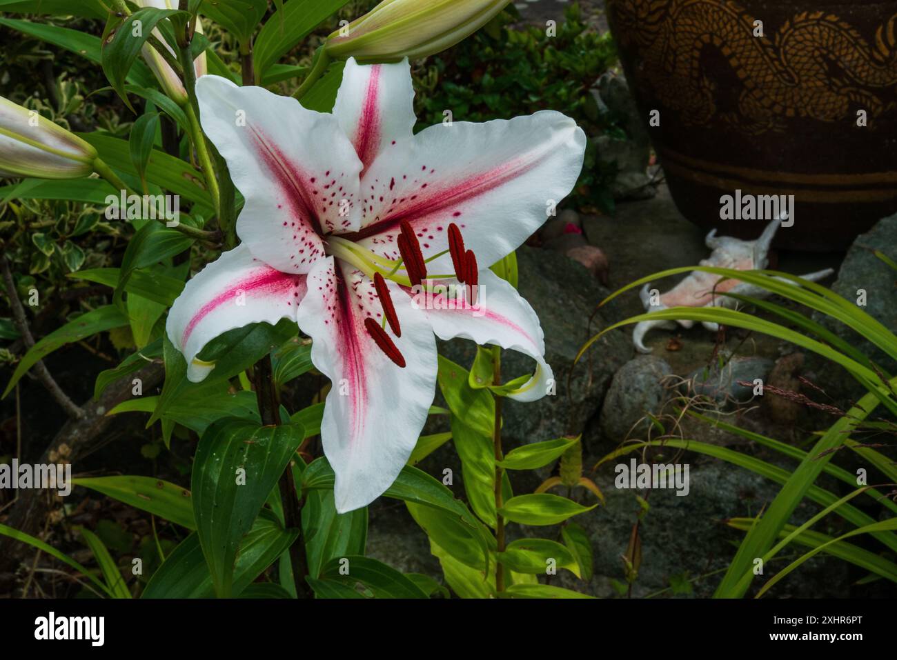 Giant oriental lily Stock Photo - Alamy