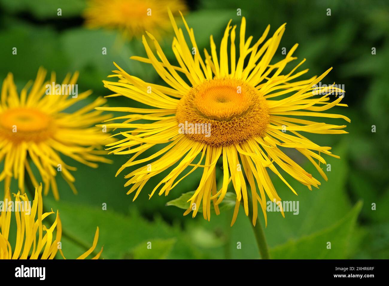 Bright yellow Telekia speciosa, also known as the heart leaved oxeye or ...
