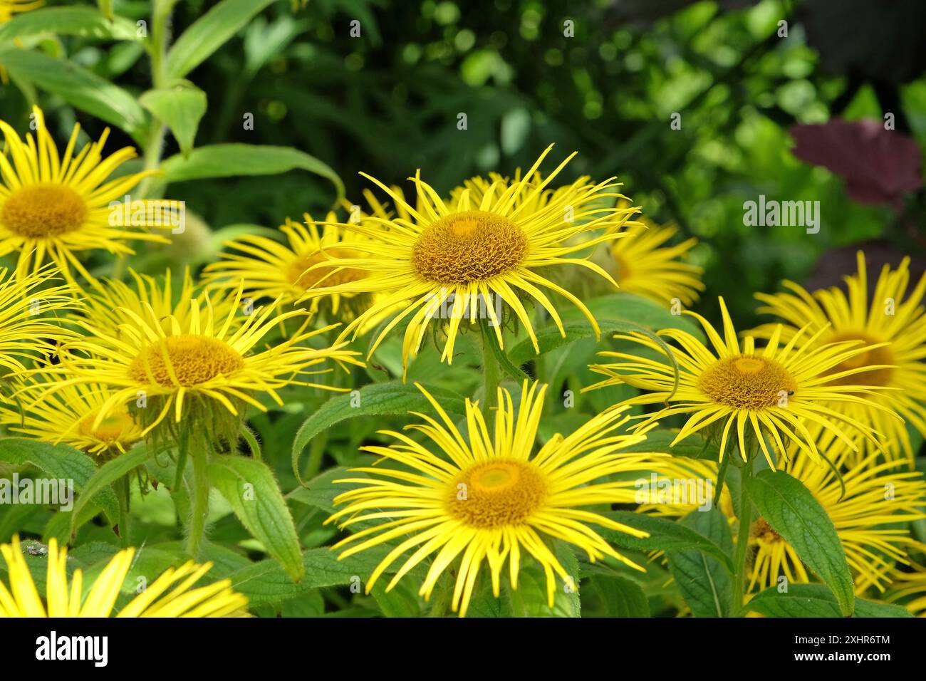 Hooker inula inula hookeri hi-res stock photography and images - Alamy