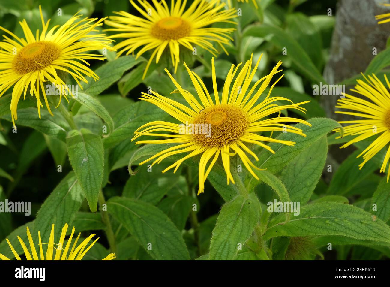 Inula hookeri flower hi-res stock photography and images - Alamy