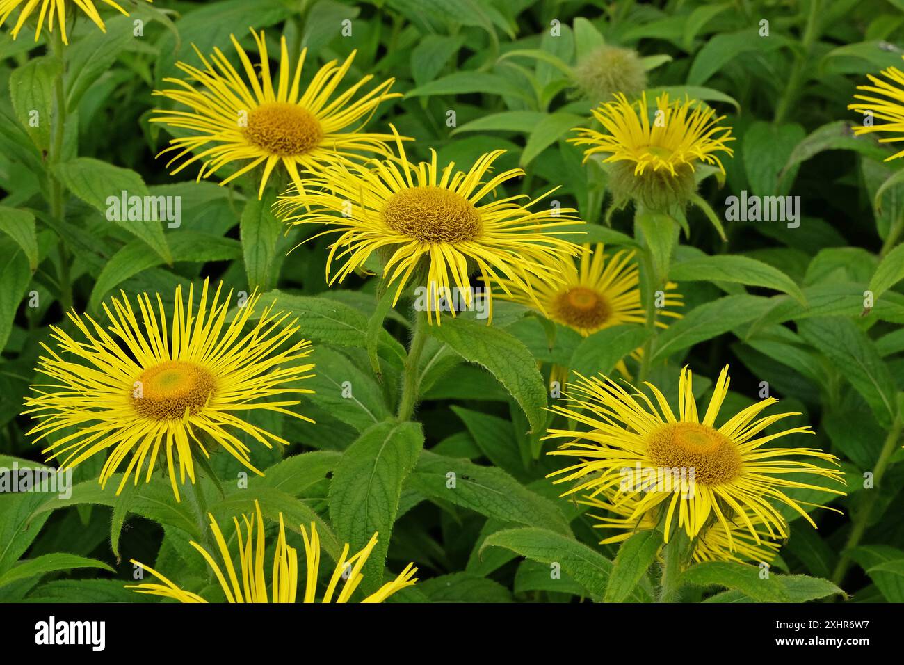 Hooker inula inula hookeri hi-res stock photography and images - Alamy