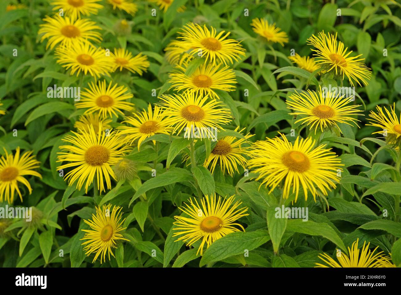 Hooker inula inula hookeri hi-res stock photography and images - Alamy