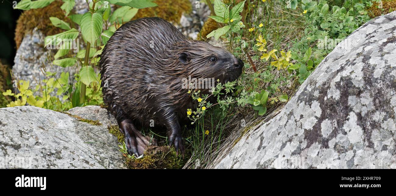 Eurasian beaver sweden hi-res stock photography and images - Alamy