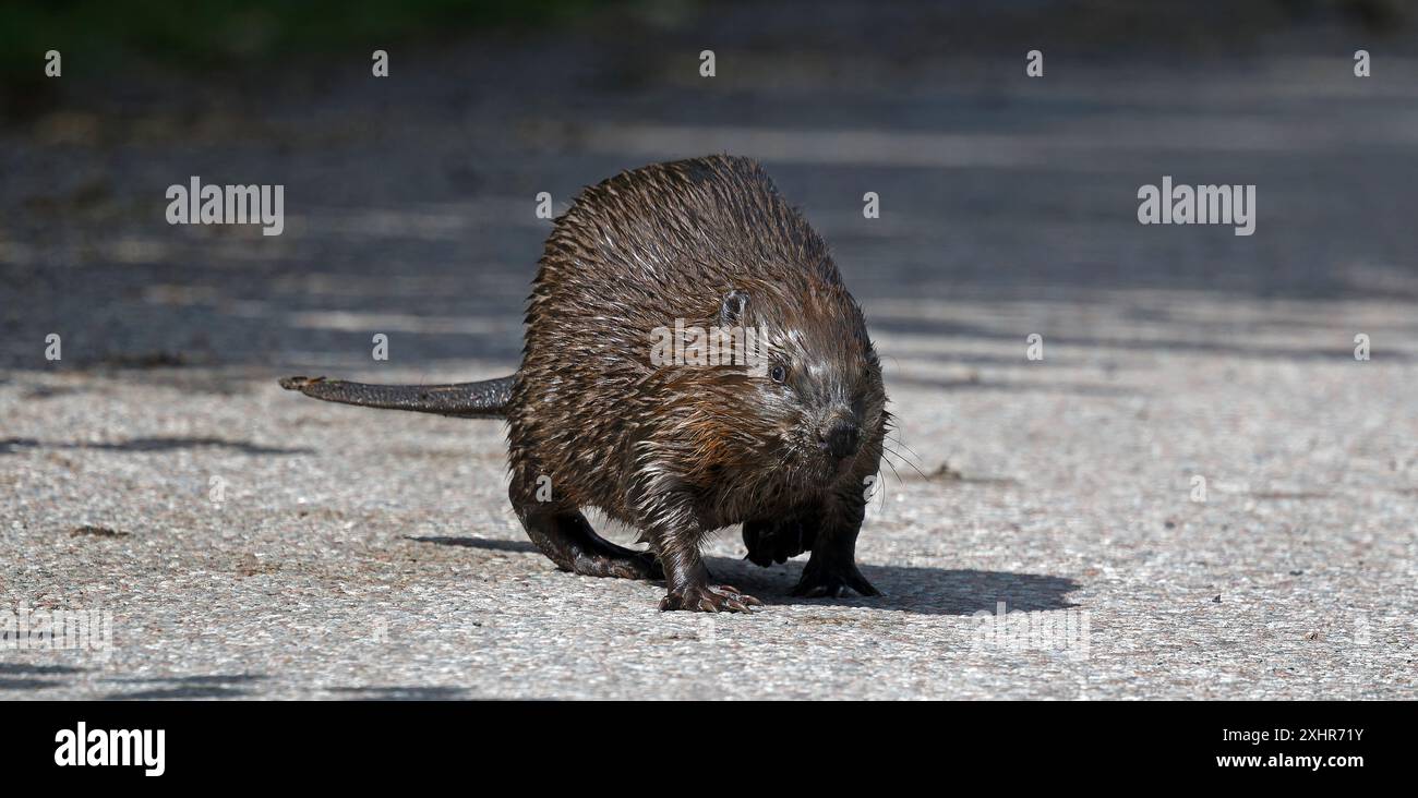 Beaver crossing road Stock Photo - Alamy