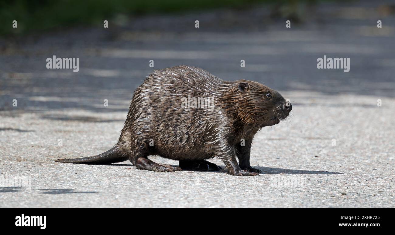 Beaver crossing road Stock Photo - Alamy