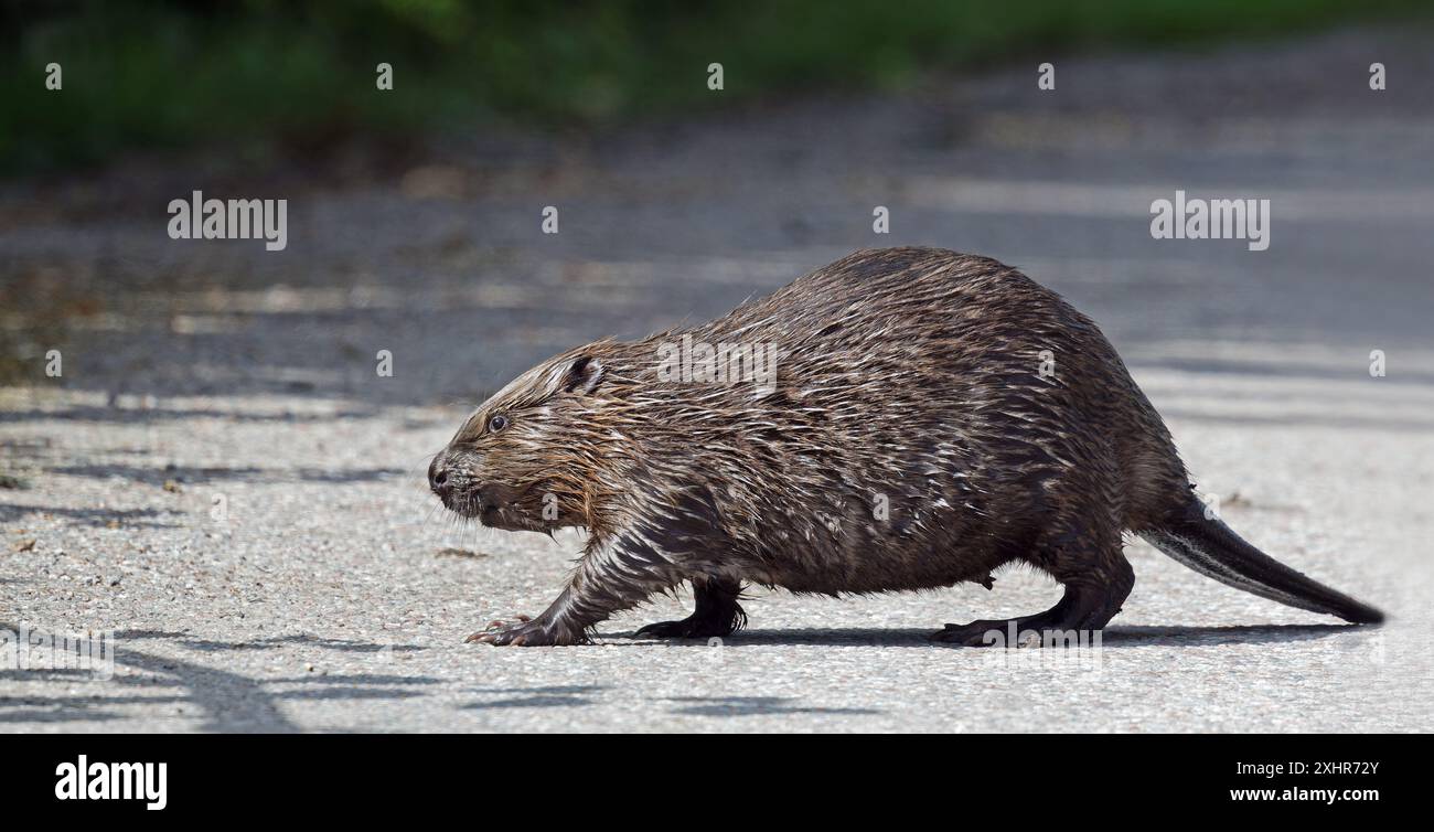 Beaver crossing road Stock Photo - Alamy