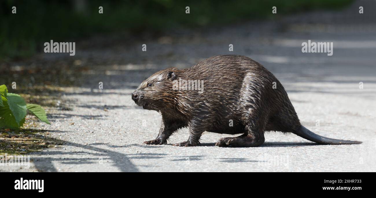 Beaver crossing road Stock Photo - Alamy