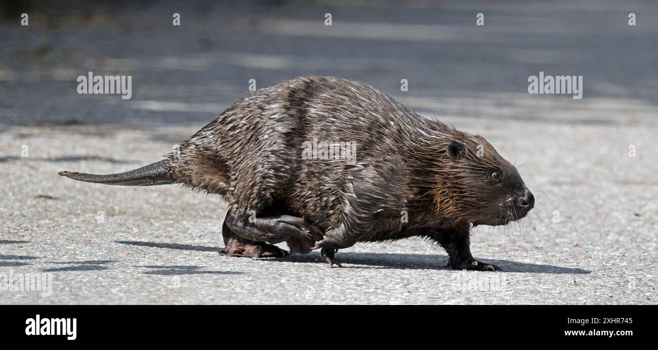 Beaver crossing road Stock Photo - Alamy