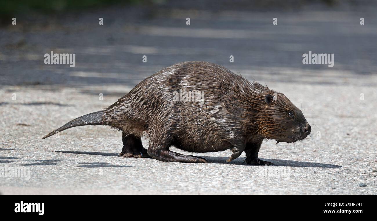 Wildlife crossing road hi-res stock photography and images - Alamy