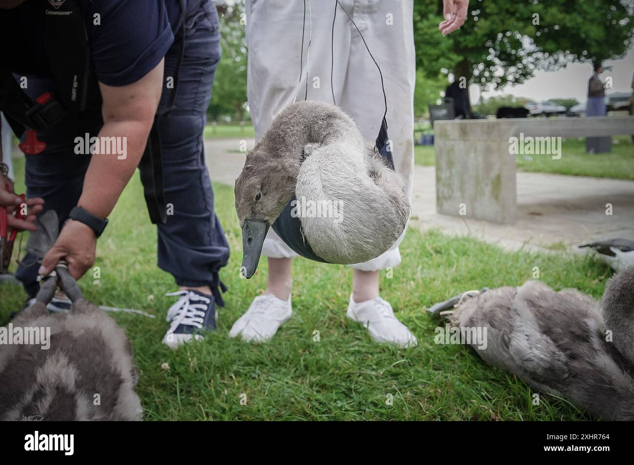 London UK. 15th July 2024. Annual Swan Upping on the River Thames plays ...