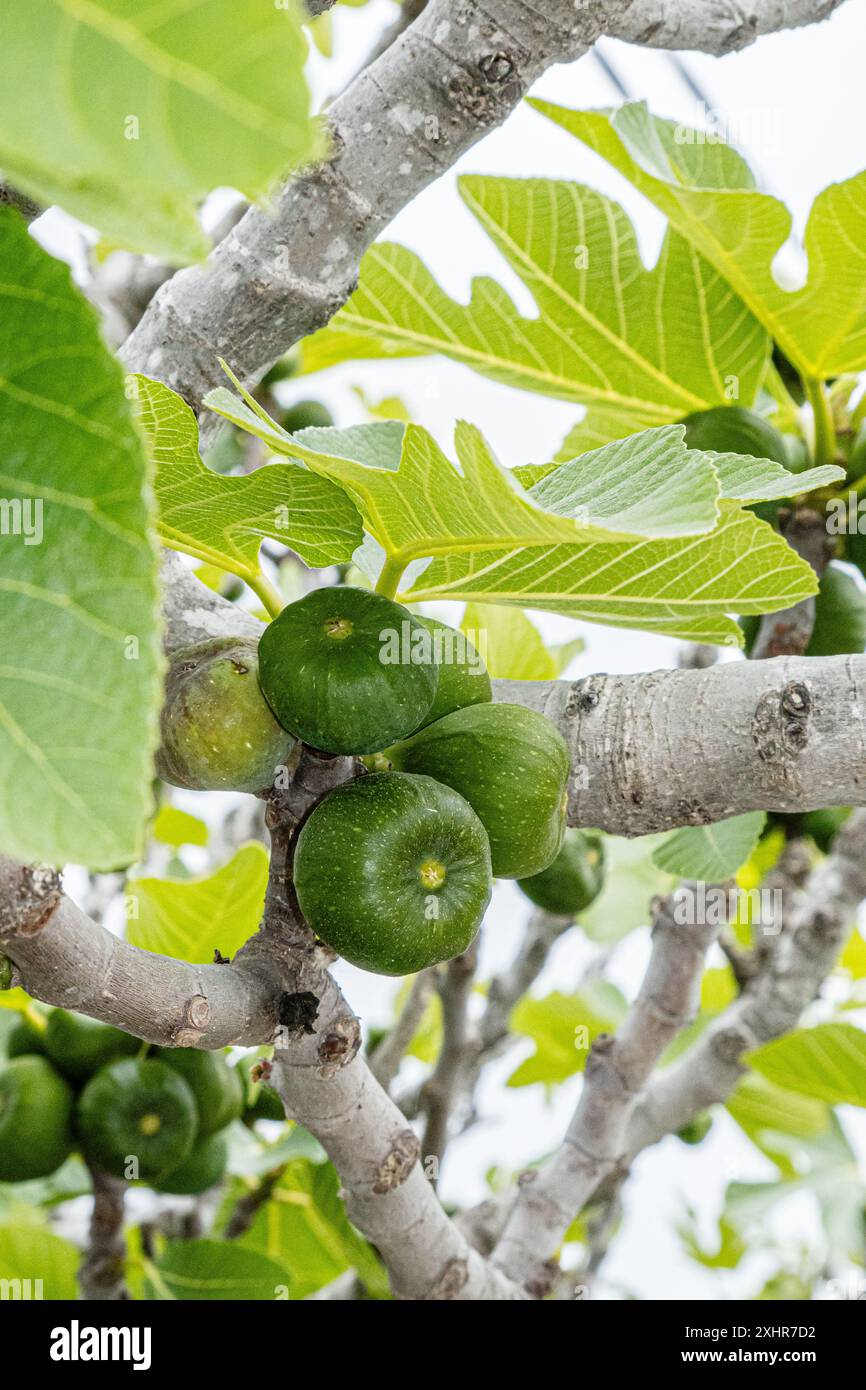 Fig farming hi-res stock photography and images - Alamy