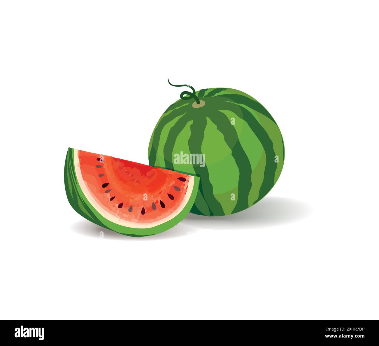 Half watermelon fruit shadow vector hi-res stock photography and images ...