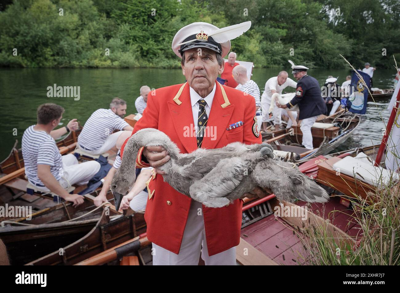 London UK. 15th July 2024. Annual Swan Upping on the River Thames plays ...