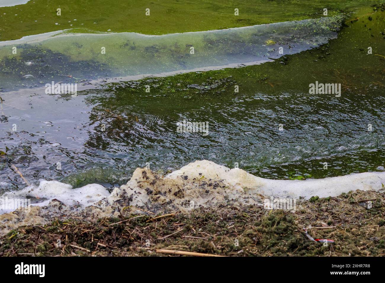 Eutrophication lough neagh 2024 hi-res stock photography and images - Alamy