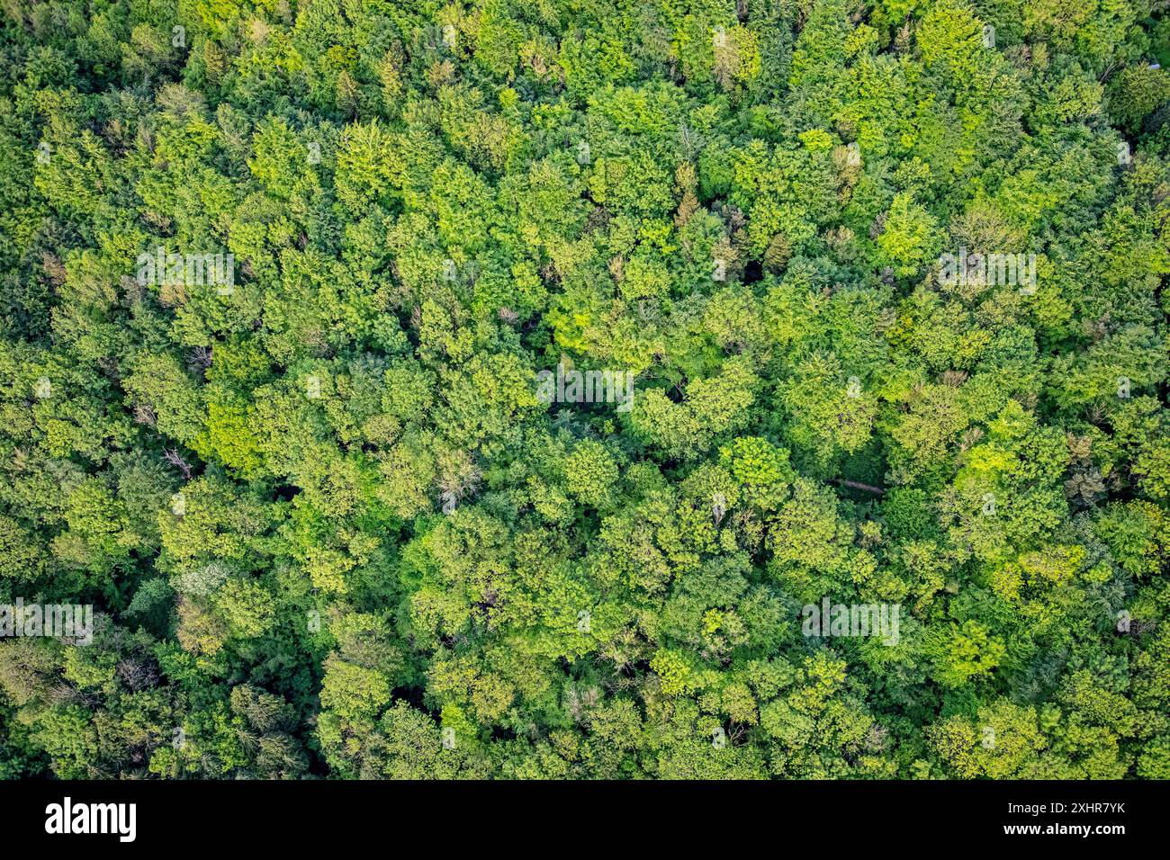 Birds eye view of trees hi-res stock photography and images - Alamy