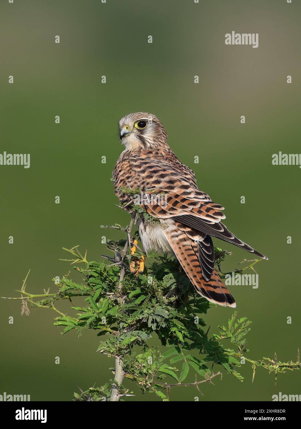 Common Kestral, a winter migrant to Indian subcontinent Stock Photo - Alamy