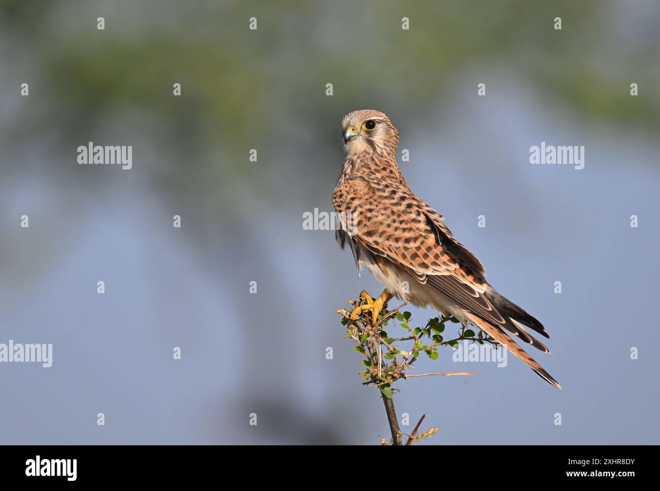 Common Kestral, a winter migrant to Indian subcontinent Stock Photo - Alamy