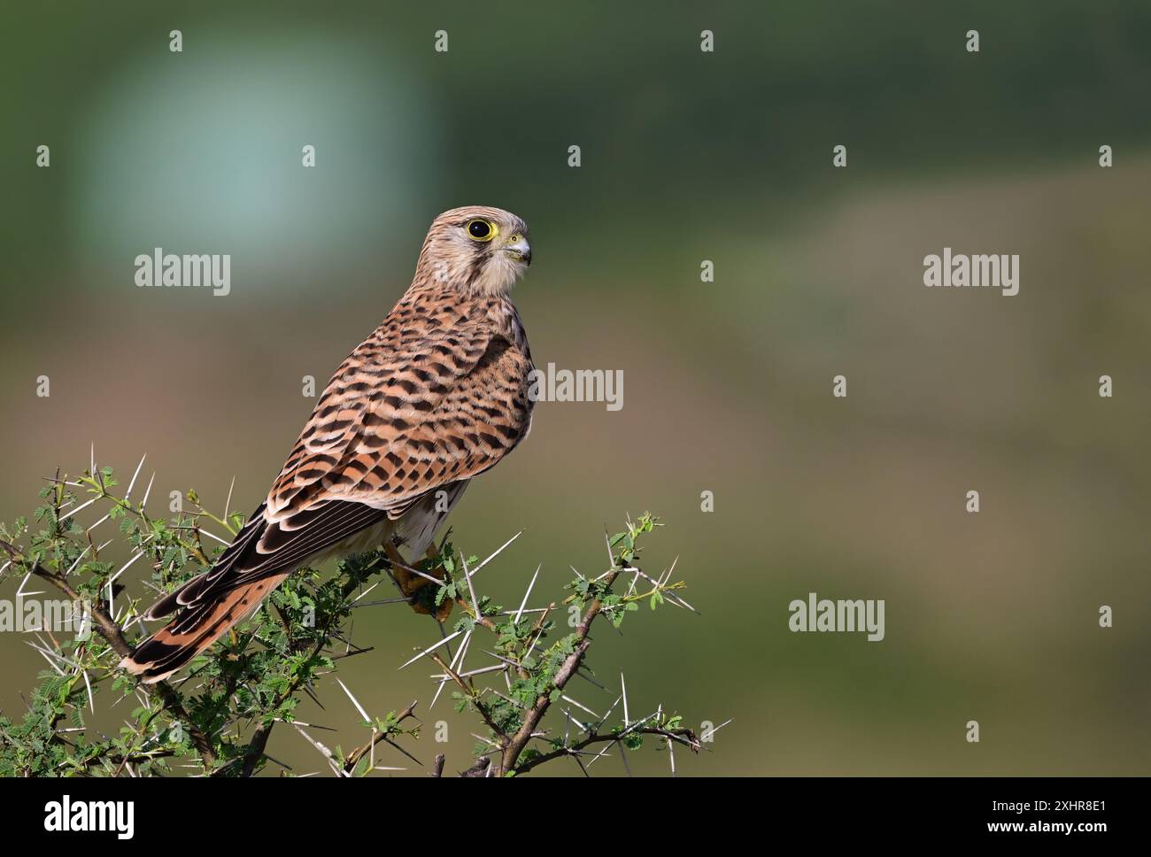 Common Kestral, a winter migrant to Indian subcontinent Stock Photo - Alamy