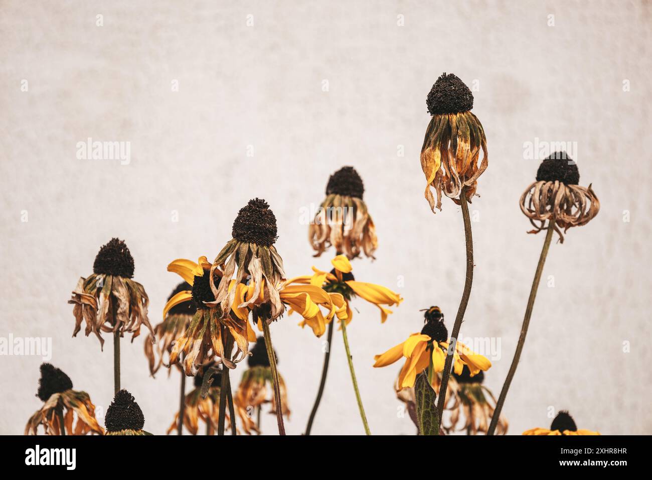 Many dry and withered flowers on grey dirty background. Autumn brown ...