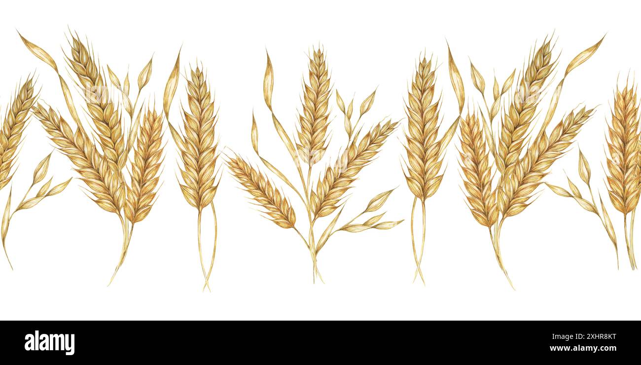 Wheat stalks seamless border, barley ears ribbon. Watercolor ...