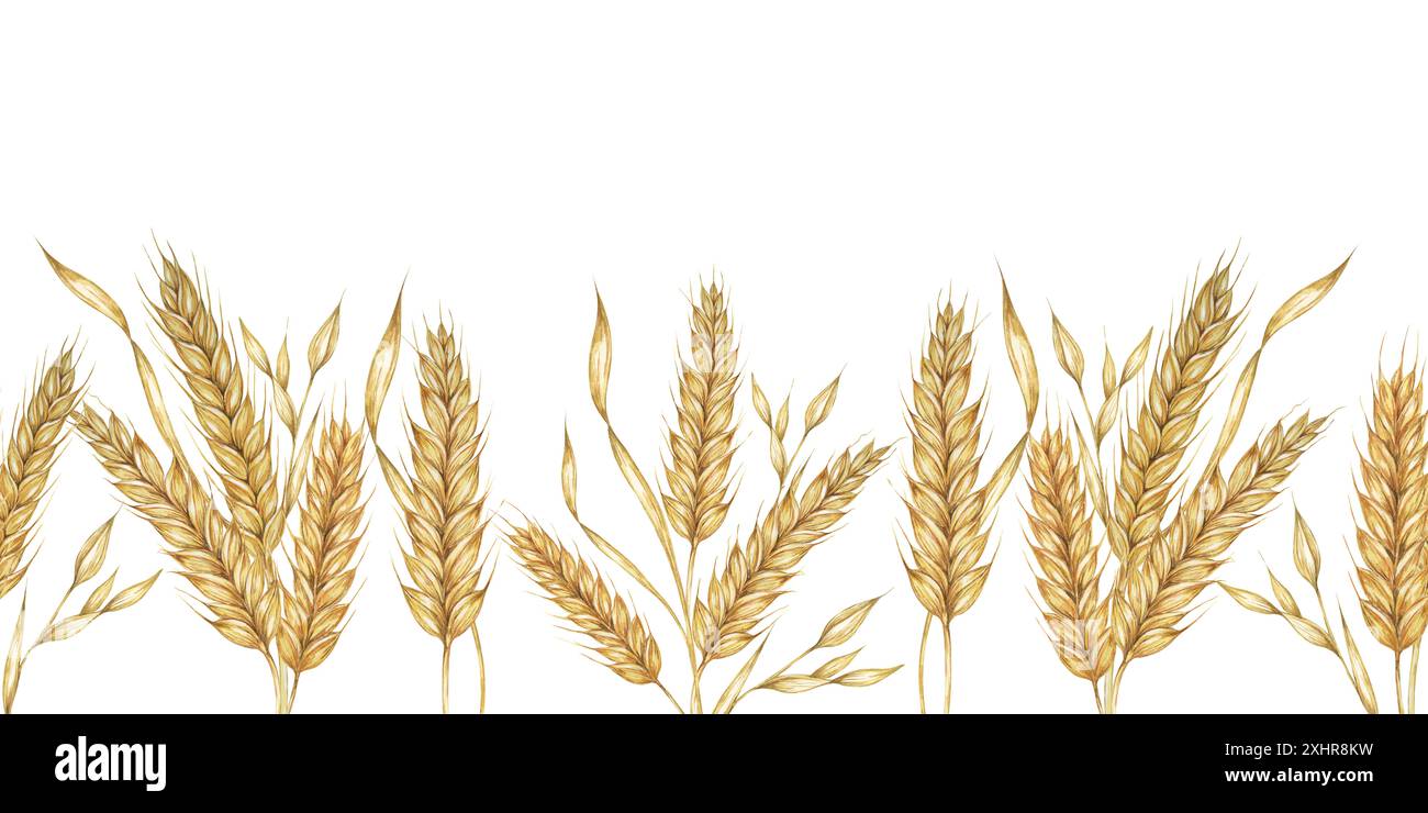 Wheat stalks seamless border, barley ears ribbon. Watercolor ...