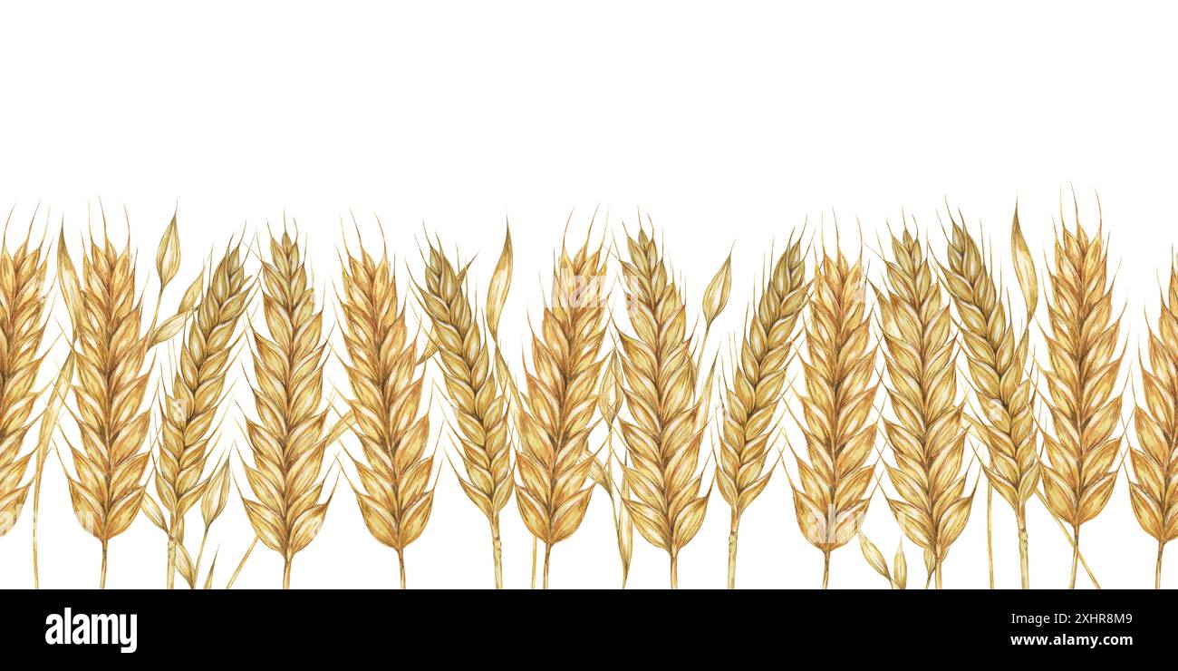 Wheat stalks seamless border, barley ears ribbon. Watercolor ...