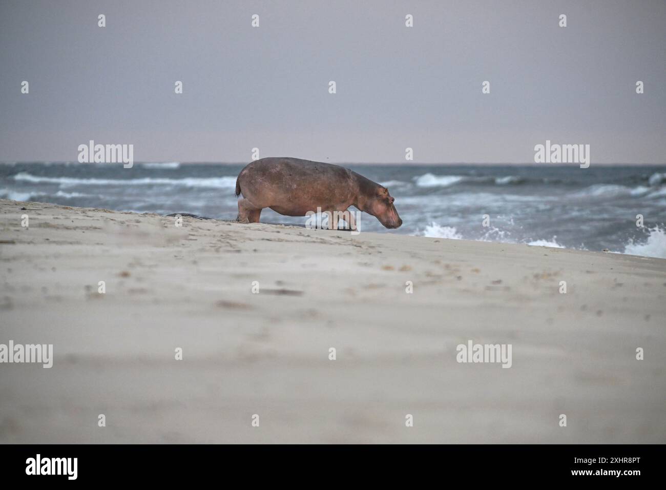 Hippopotamus (Hippopotamus amphibius) disappearing into the Atlantic ...