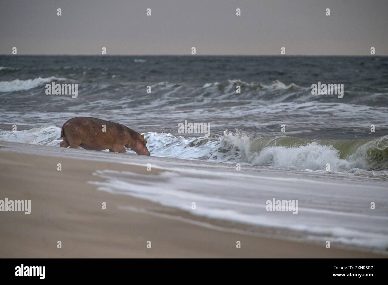 Hippopotamus (Hippopotamus amphibius) disappearing into the Atlantic ...
