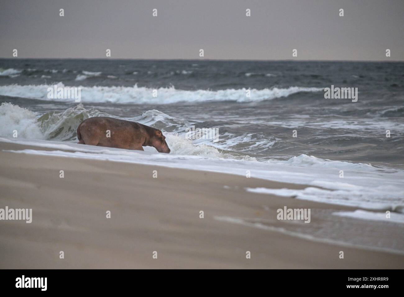 Hippopotamus (Hippopotamus amphibius) disappearing into the Atlantic ...