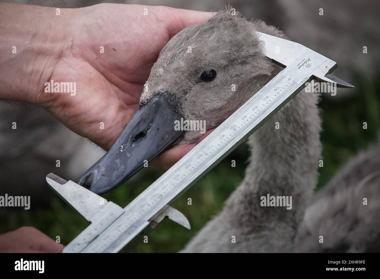 London UK. 15th July 2024. Annual Swan Upping on the River Thames plays ...