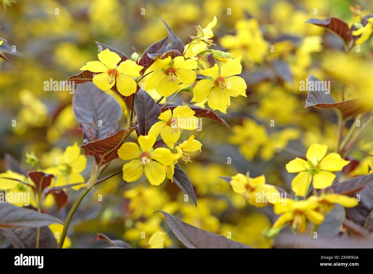 Yellow Lysimachia ciliata ‘Firecracker’, or Fringed Loosestrife in ...