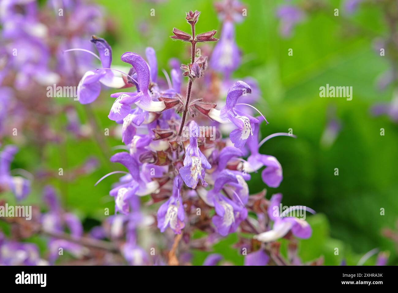 Indigo woodland sage hi-res stock photography and images - Alamy