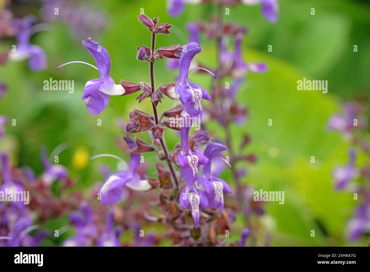 Indigo woodland sage hi-res stock photography and images - Alamy