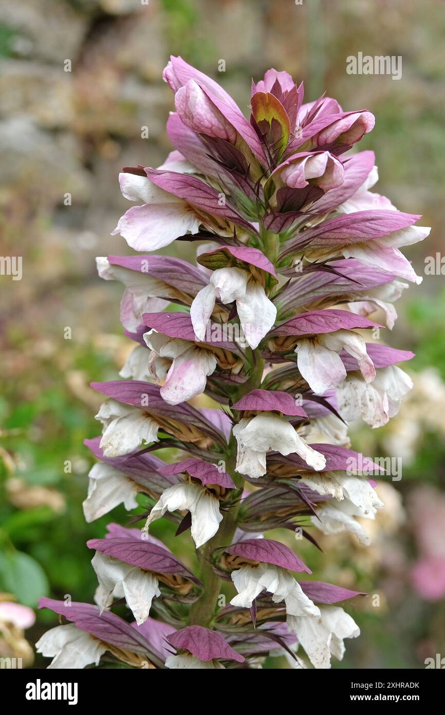 White acanthus hi-res stock photography and images - Alamy