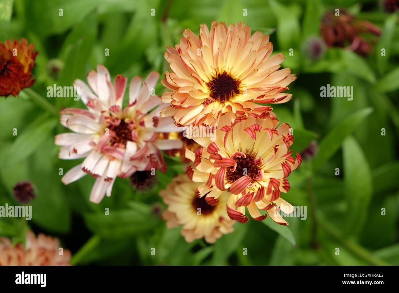 Yellow, and bronze Calendula officinalis, common marigold ‘Sunset Buff ...