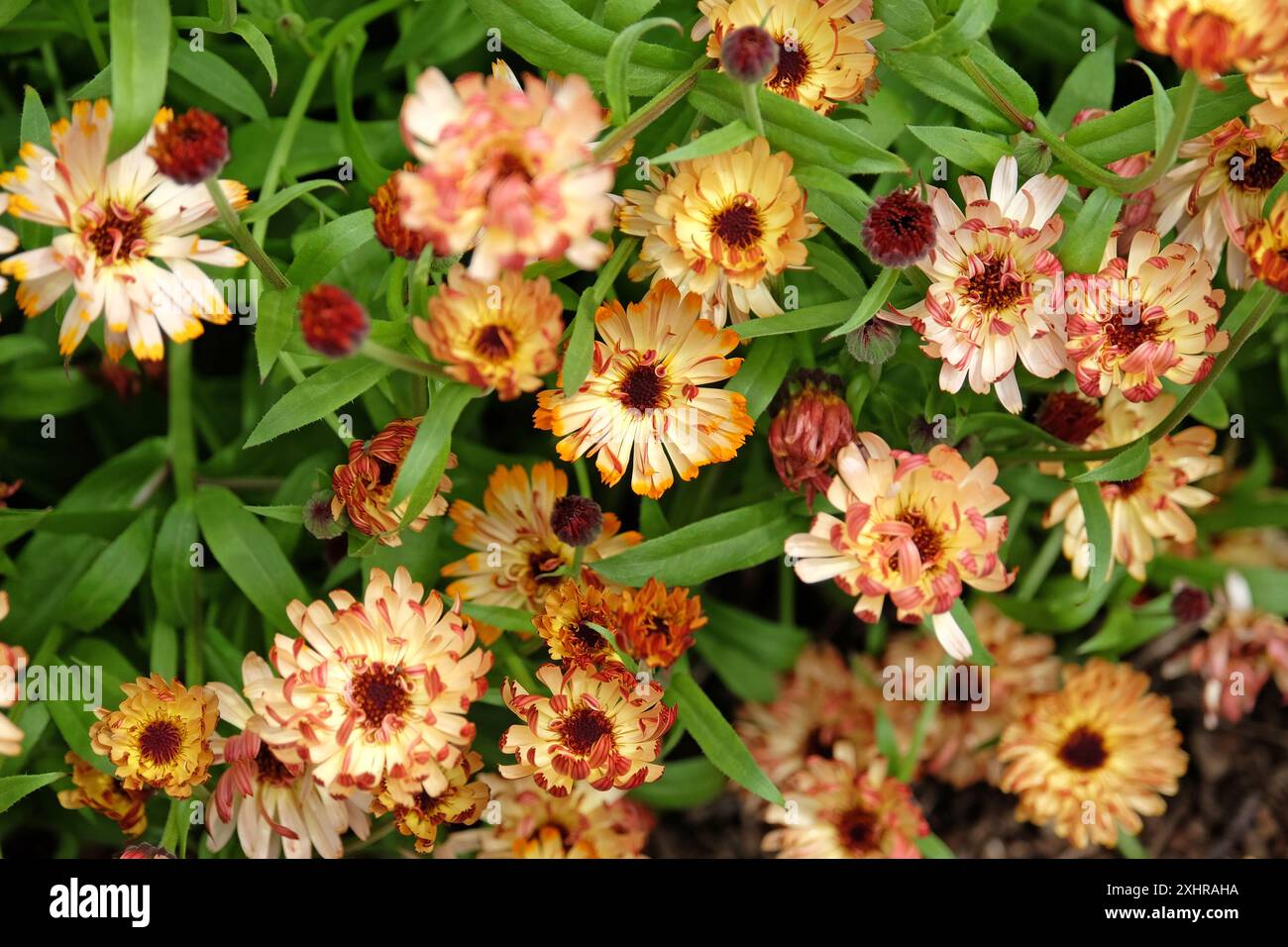 Marigold flowers sunset buff hi-res stock photography and images - Alamy