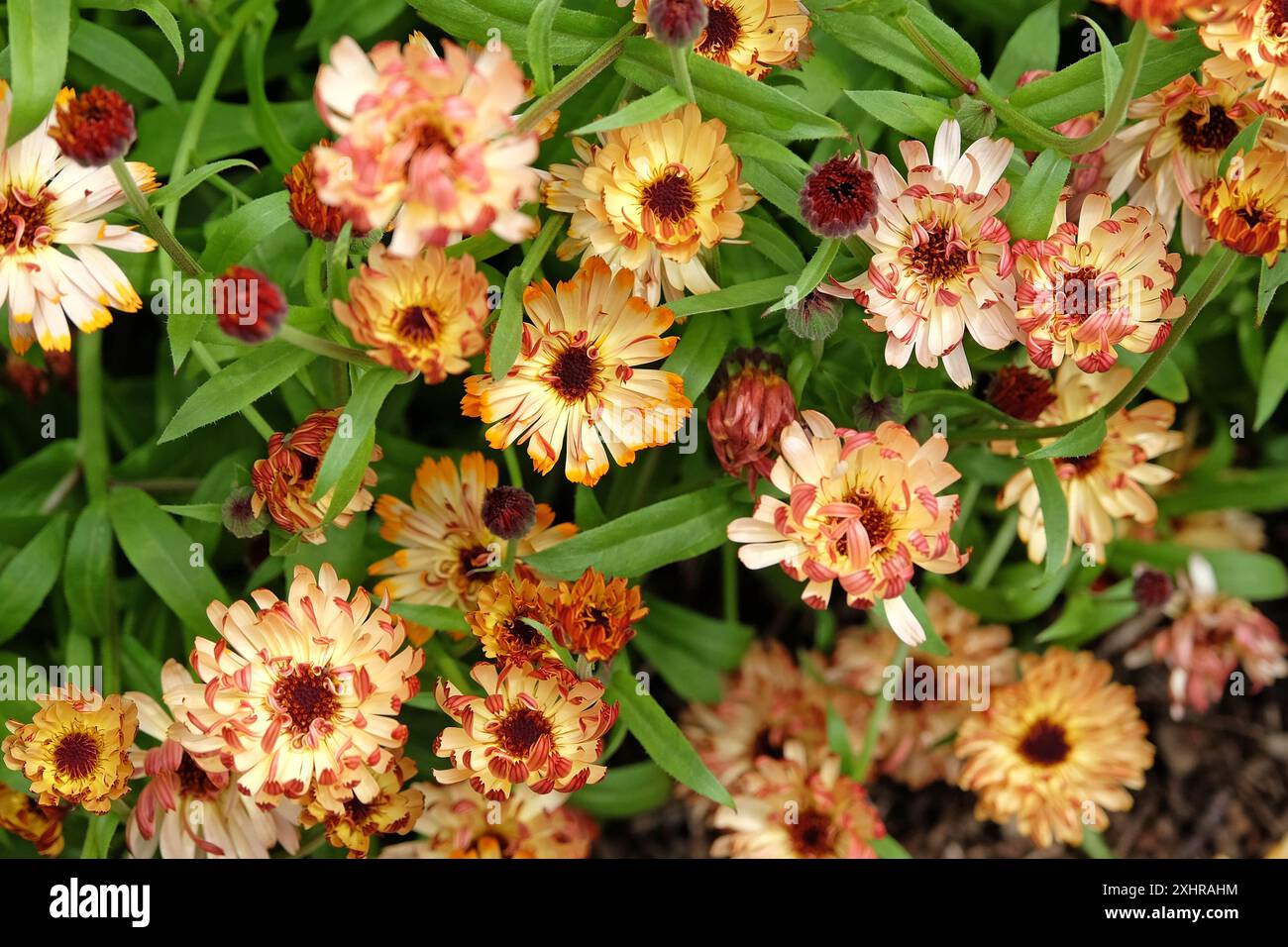 Yellow, and bronze Calendula officinalis, common marigold ‘Sunset Buff ...