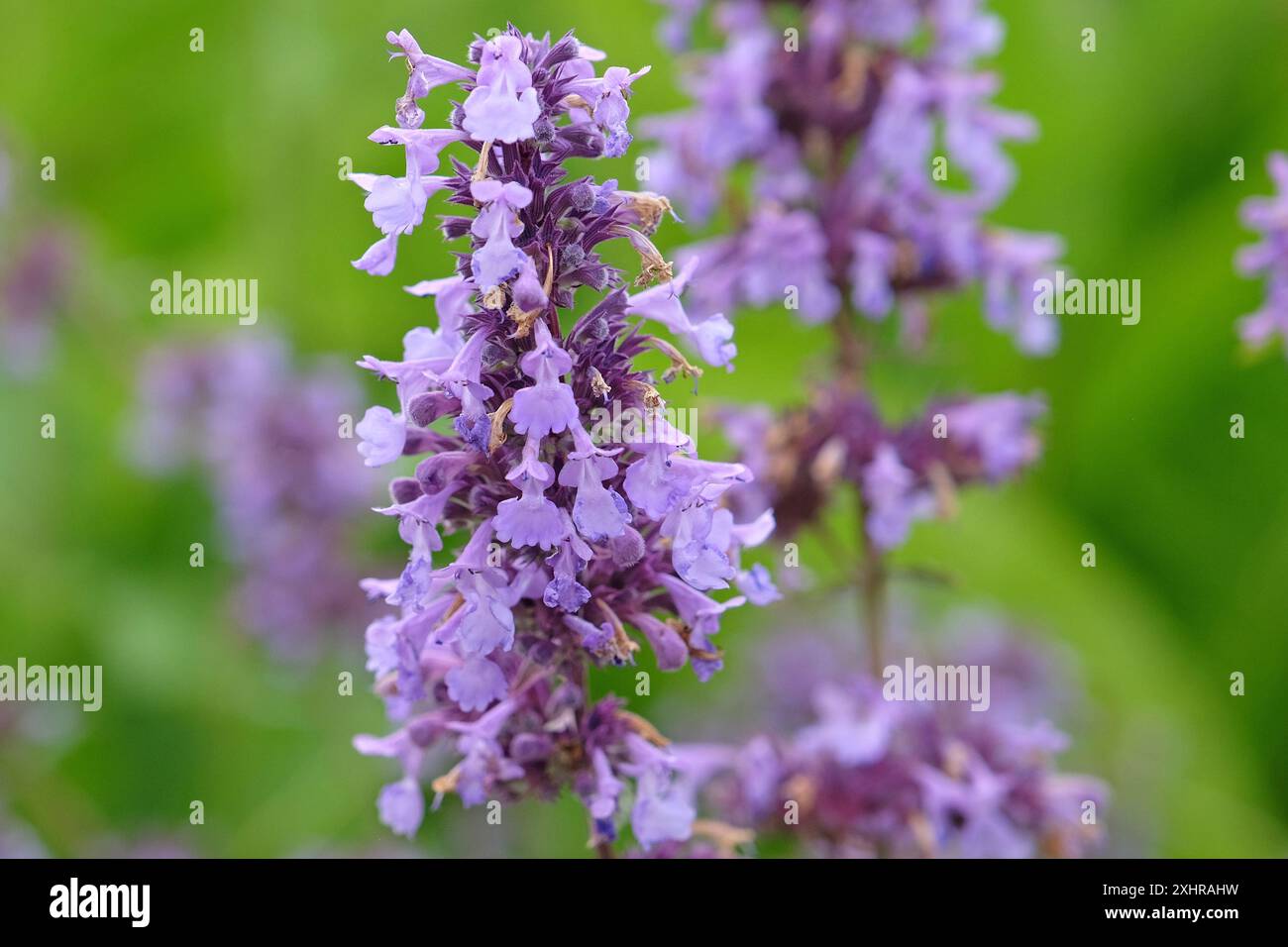 Blue purple Nepeta, catmint, in flower Stock Photo - Alamy