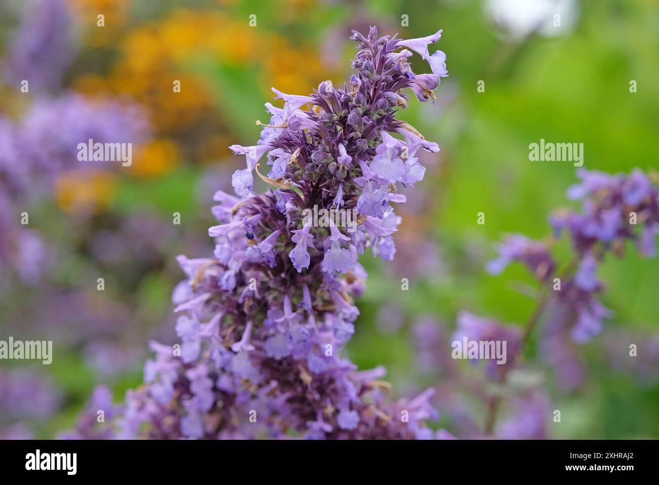 Purple nepeta hi-res stock photography and images - Alamy