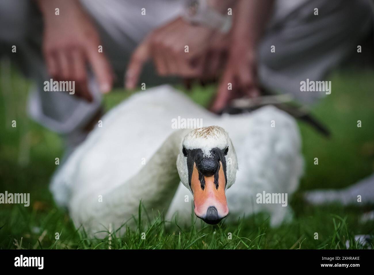 London UK. 15th July 2024. Annual Swan Upping on the River Thames plays ...