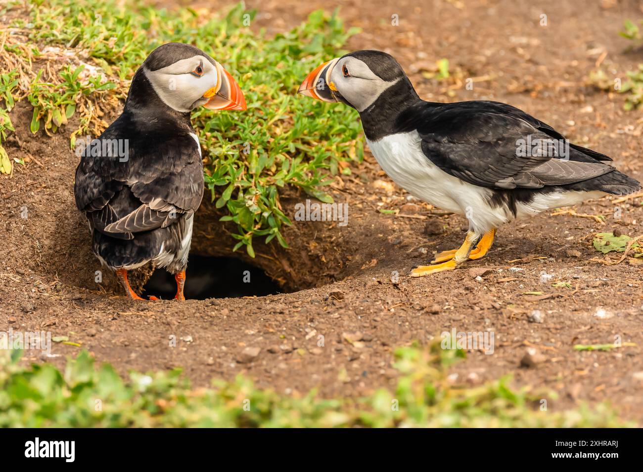 Puffins, Scientific name: fratercula arctica. Close up of a breeding ...