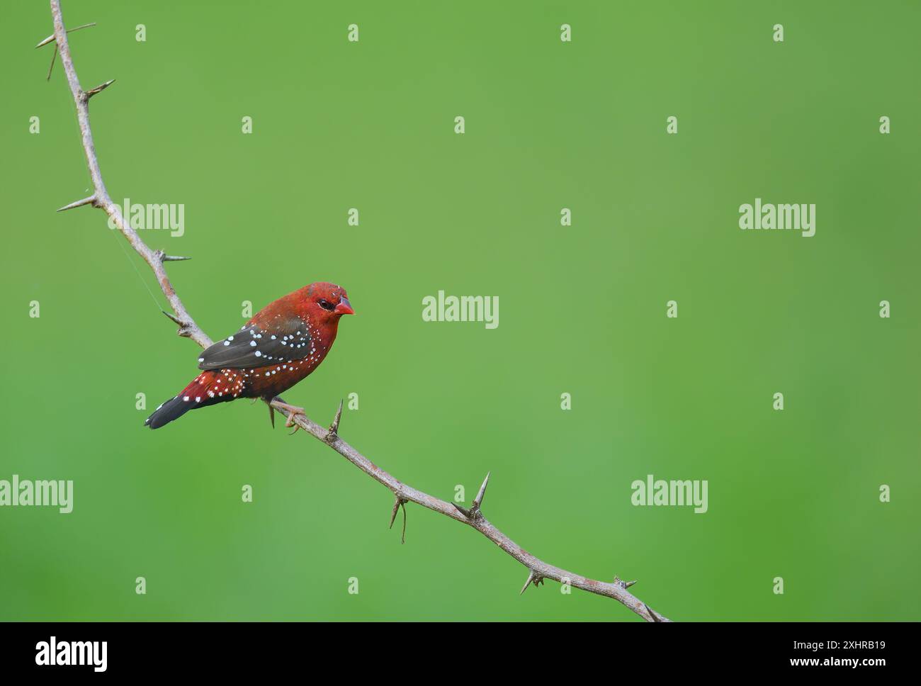 Red munia hi-res stock photography and images - Alamy