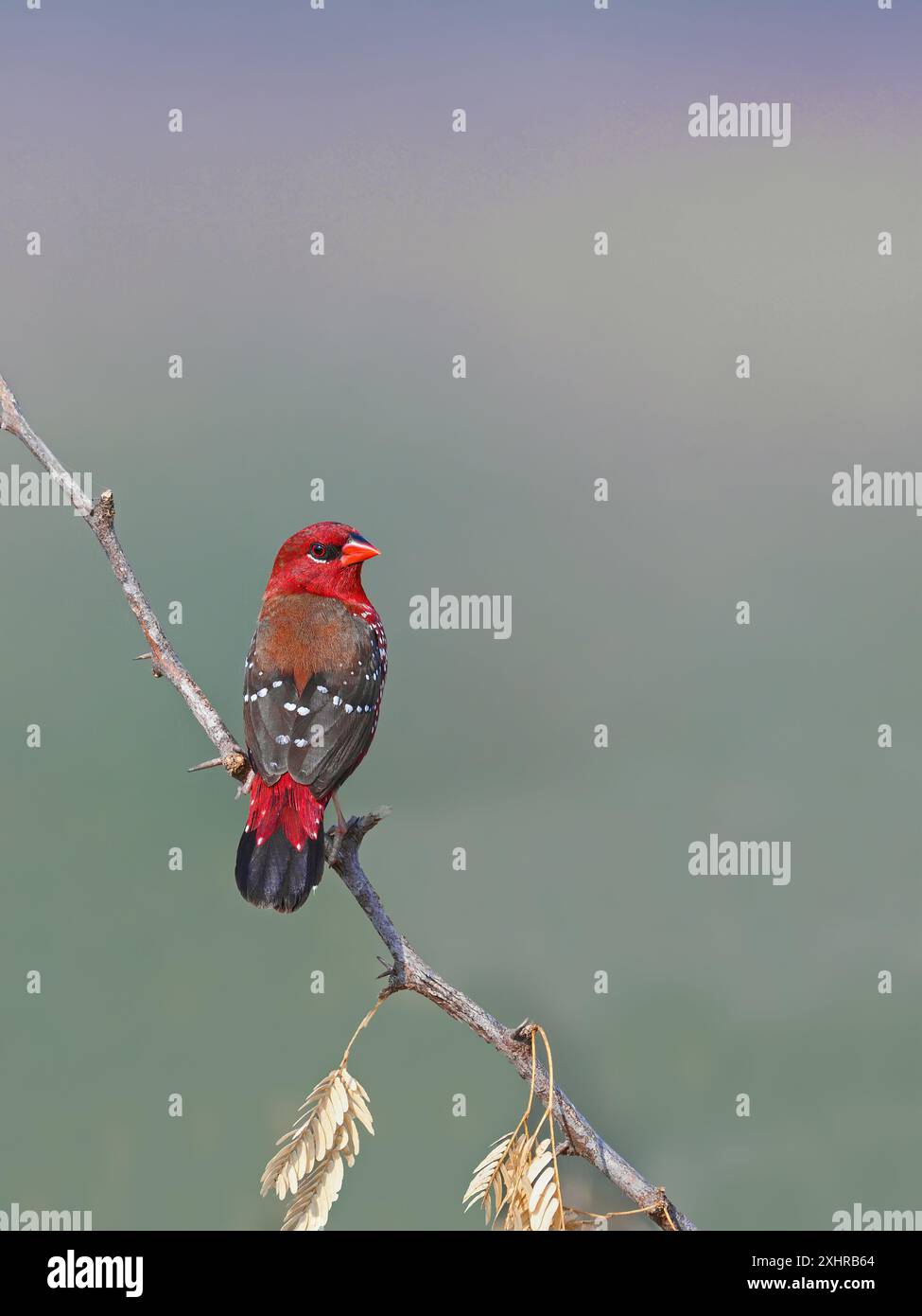 Red munia hi-res stock photography and images - Alamy