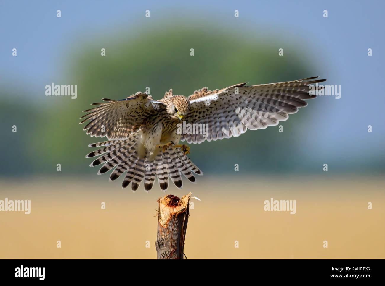 Common Kestrel, also known as the European kestrel, Eurasian kestrel or ...
