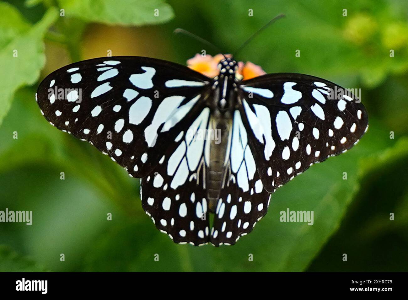 Pollen press hi-res stock photography and images - Alamy
