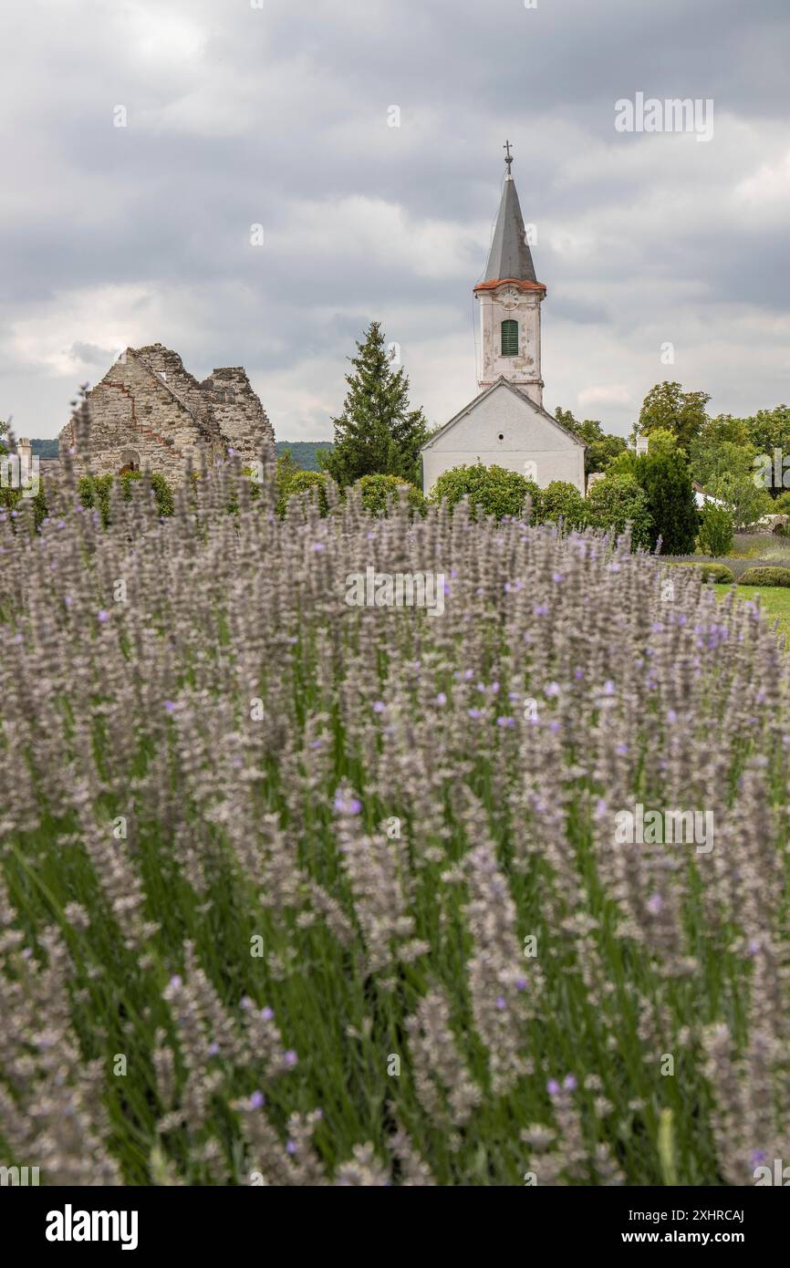 Old Catholic church, in front of it a lavender field. Landscape ...